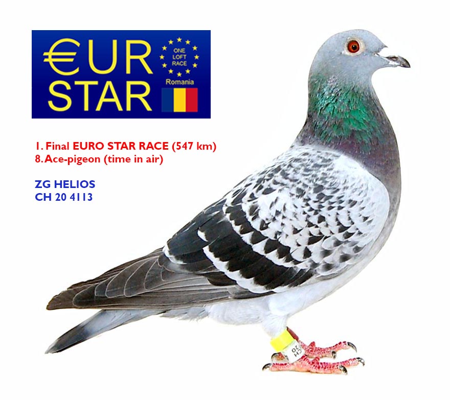 Licitatii porumbei | MagicPigeons.com